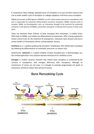 Bone Remodeling Steps