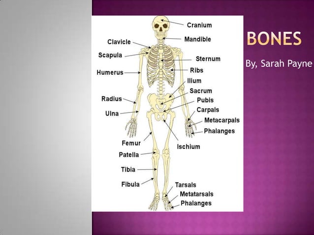 Bones | PPT