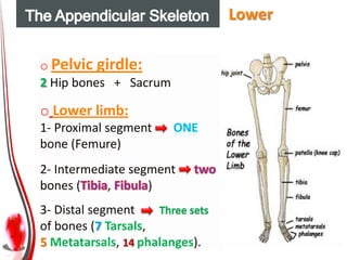 Bones | PPTX