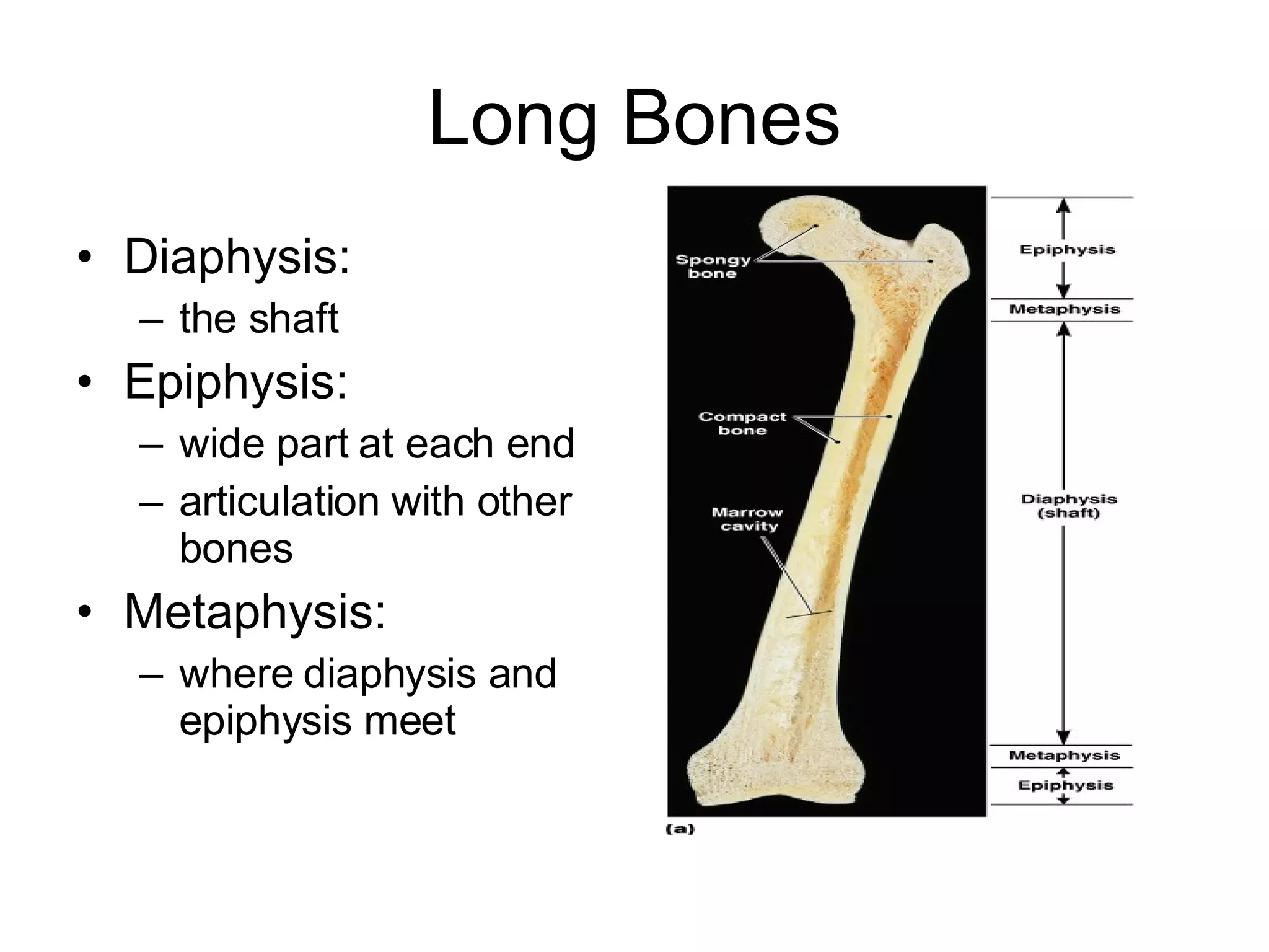 Bones | PPT