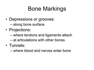 Bones | PPT
