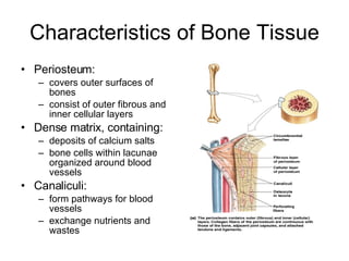 Bones | PPT