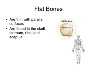 Bones | PPT