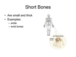 Bones | PPT