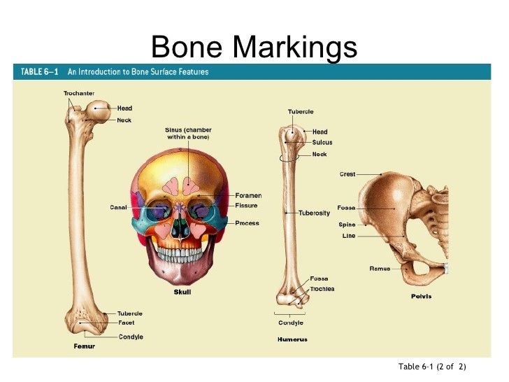 Bones Bones