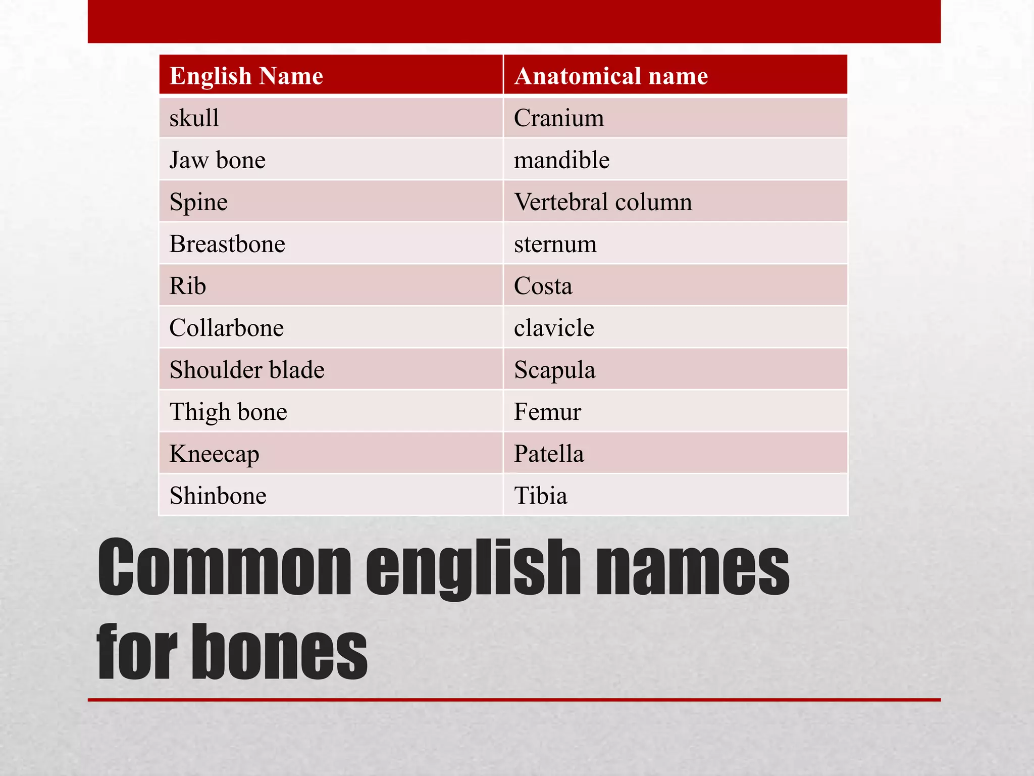 Types of BONES | PPTX