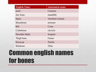 Types of BONES | PPTX