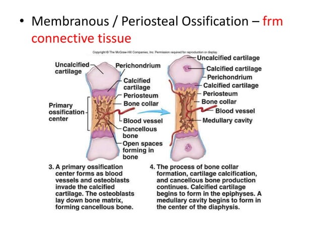 Bones pathology | PPTX