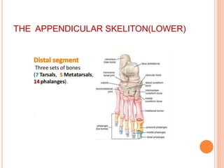 Bones(musculoskeletal system) | PPT