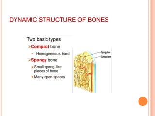 Bones(musculoskeletal system) | PPT
