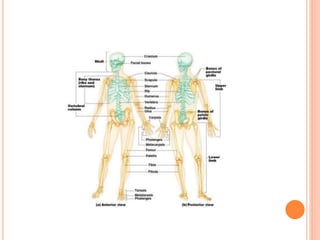Bones(musculoskeletal system) | PPT