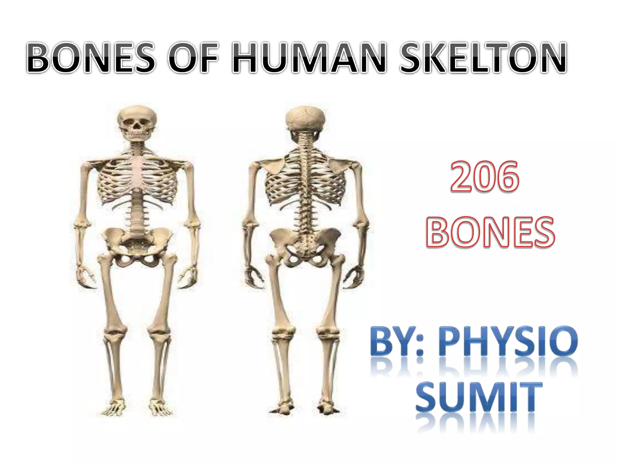 List of the bones!! skelton system | PPTX