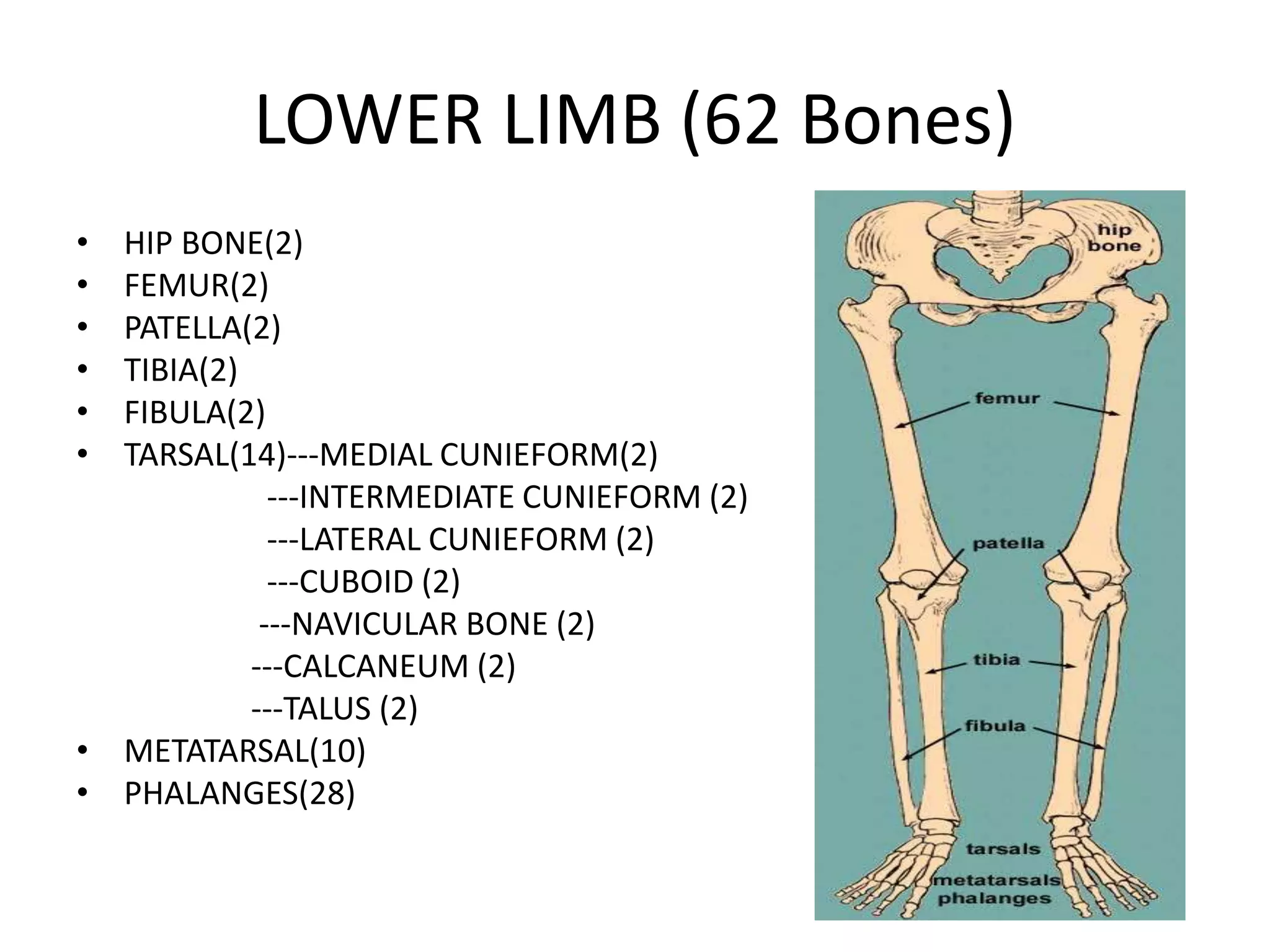 List of the bones!! skelton system | PPTX