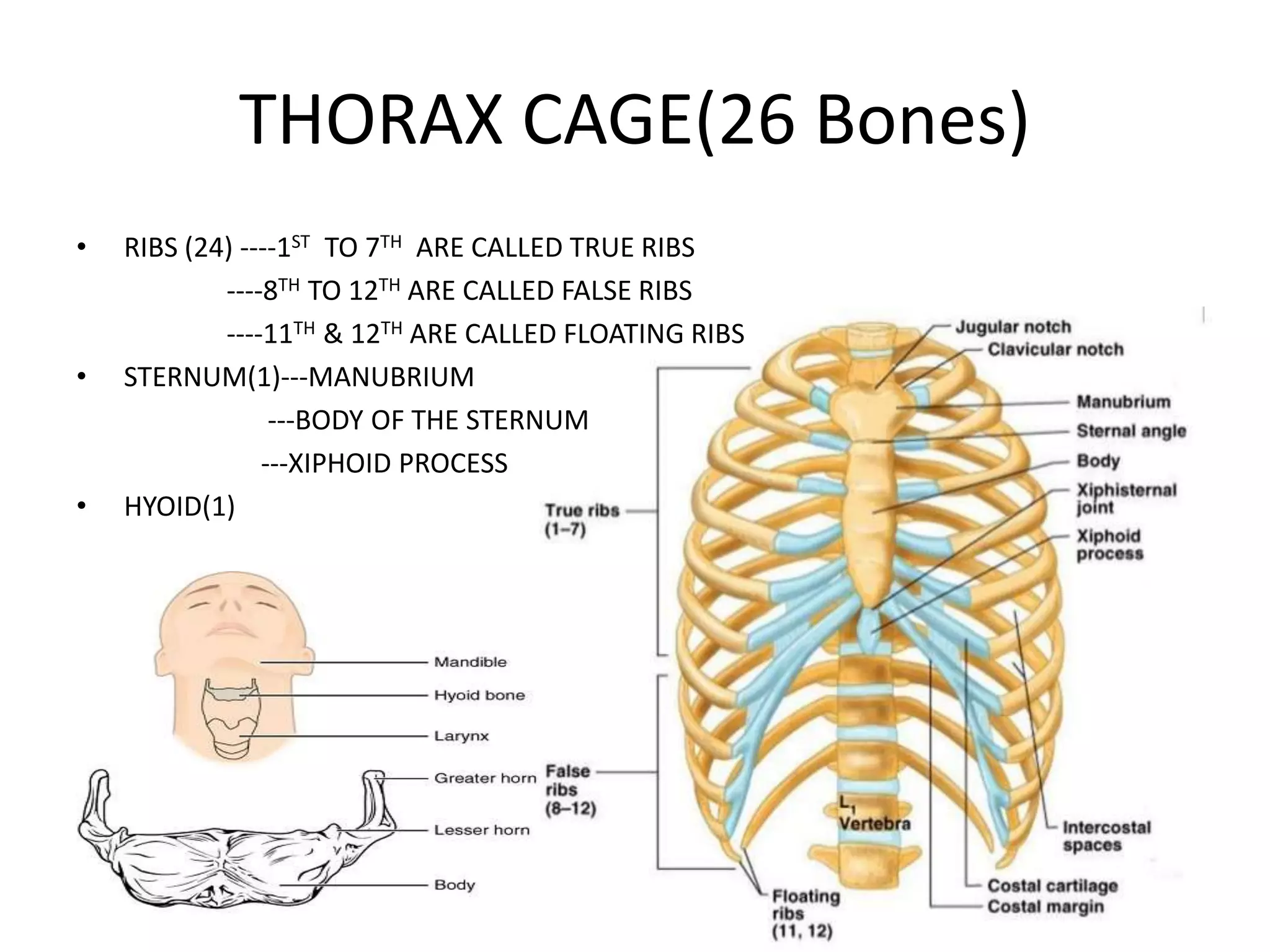 List of the bones!! skelton system | PPTX