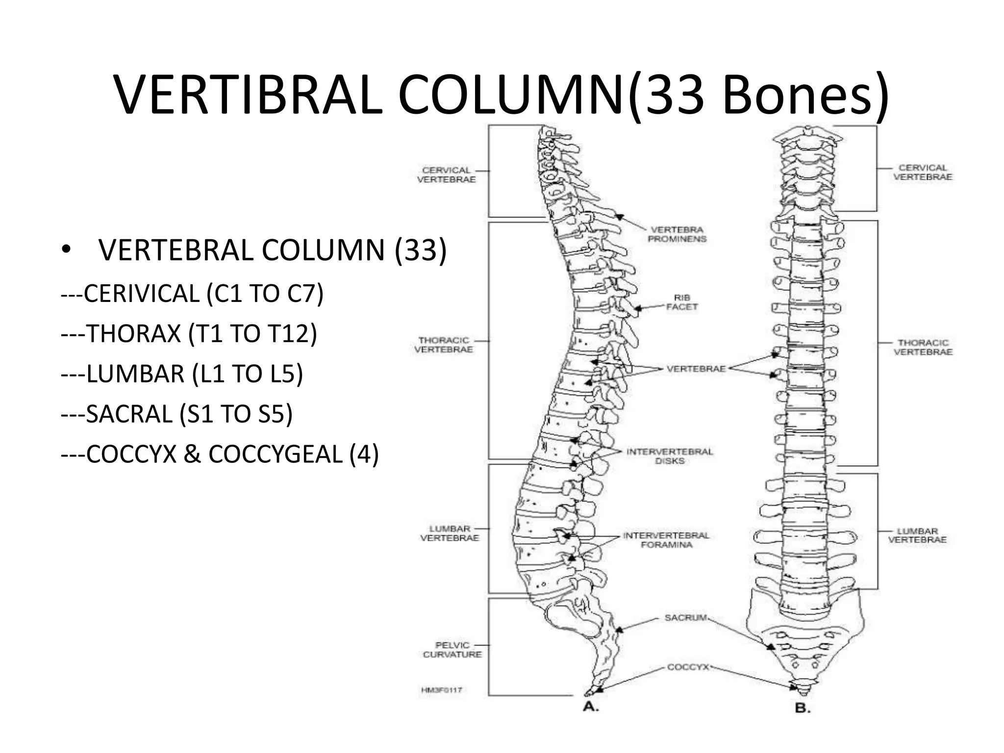 List of the bones!! skelton system | PPTX