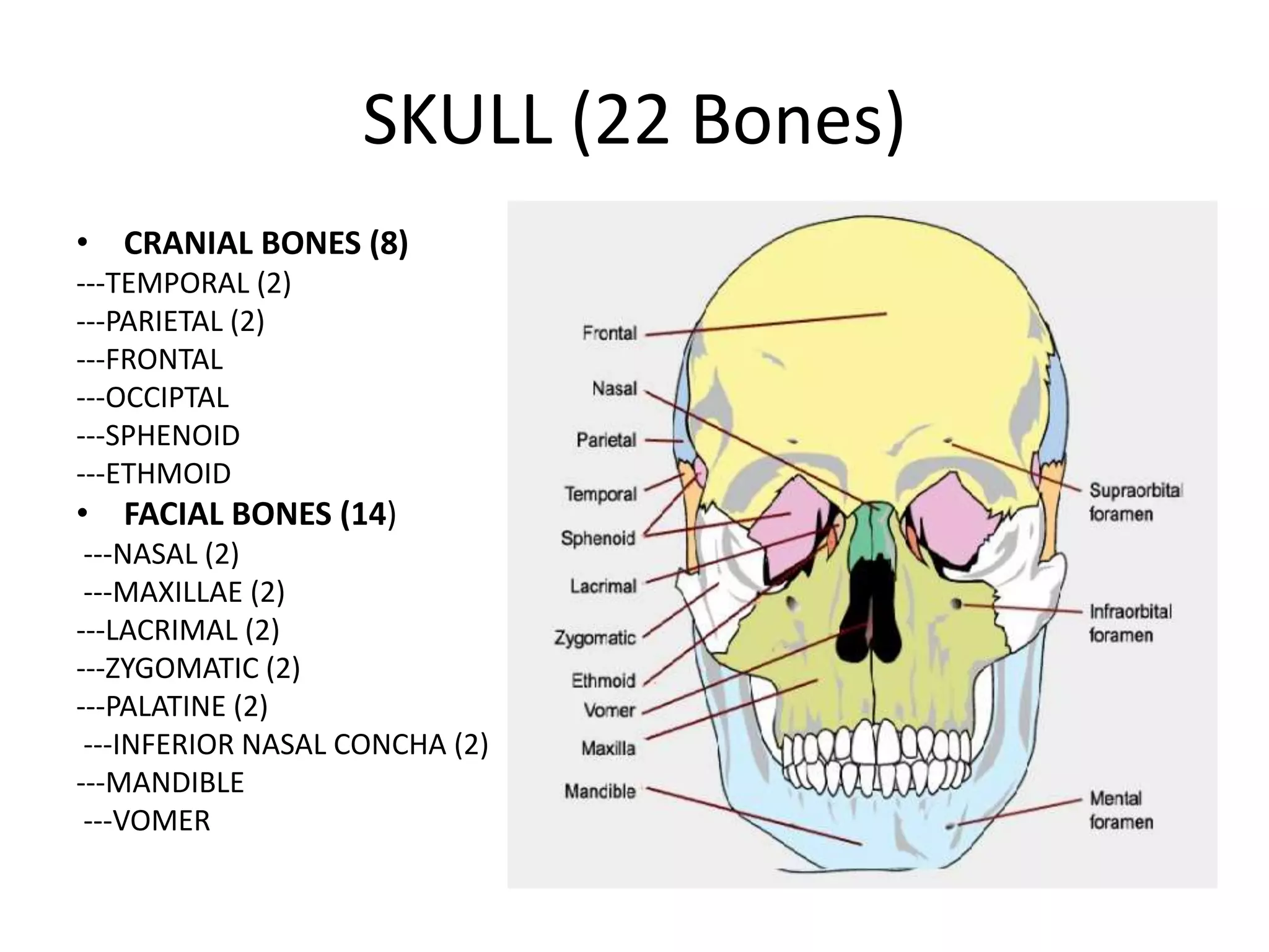 List of the bones!! skelton system | PPTX