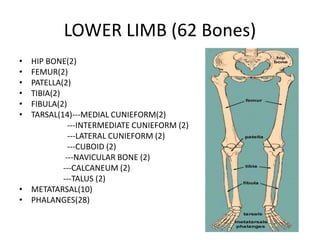 List of the bones!! skelton system | PPTX