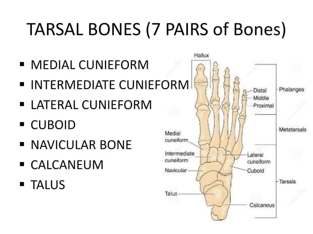 List of the bones!! skelton system | PPT