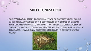 Bones | PPT
