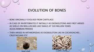 Bones | PPT