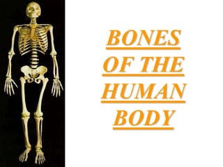 Bones | PPT