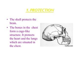 Bones | PPT