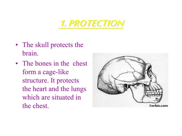 Bones | PPT