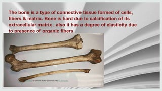 Bones.pptx