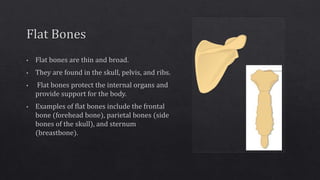 Introduction to Bones. Very precise intro to the Bones | PPT