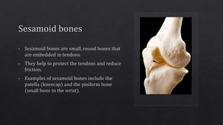 Introduction to Bones. Very precise intro to the Bones | PPT