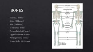 Introduction to Bones. Very precise intro to the Bones | PPT