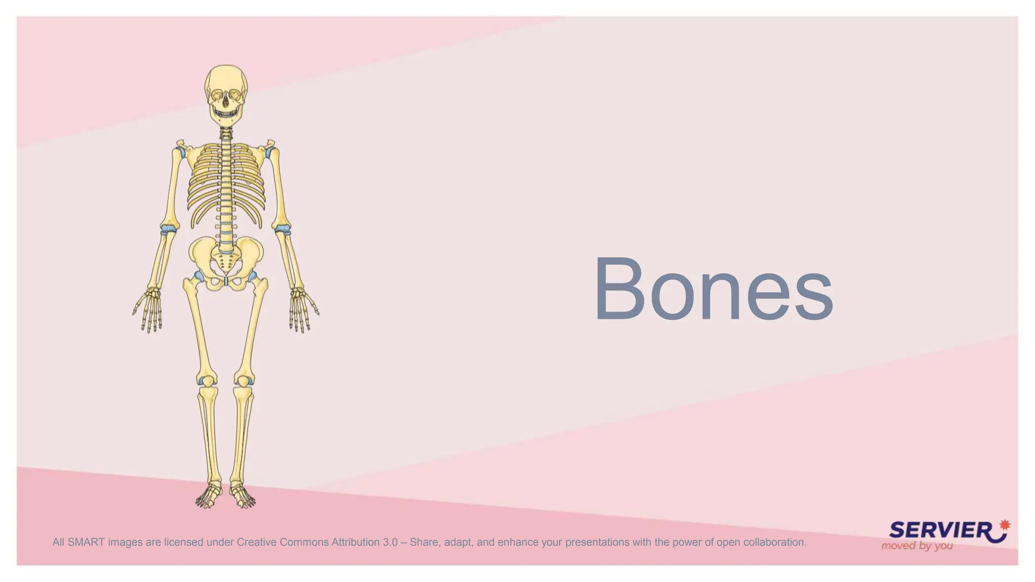 Dibujos para presentaciobes de sistema musculoesquelético | PPTX