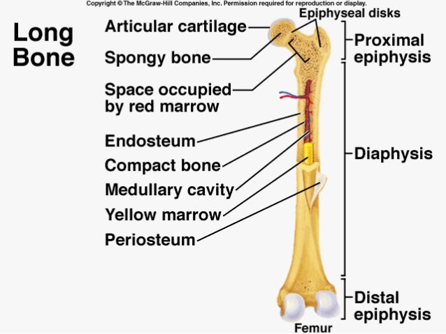 Bones And Skeletal Tissues 2014 Bones And Skeletal Tissues 2014