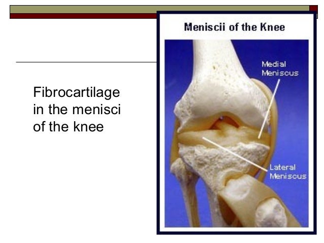 Bones and skeletal tissues 2014