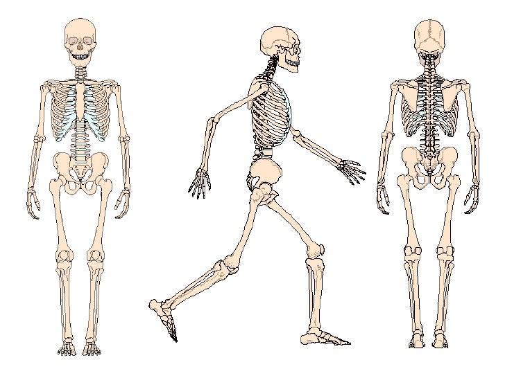 Bones Of The Body