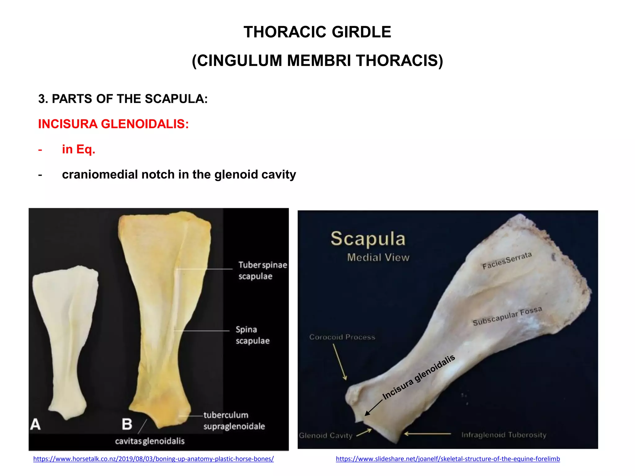 Bones of-the-thoracic-limb | PDF
