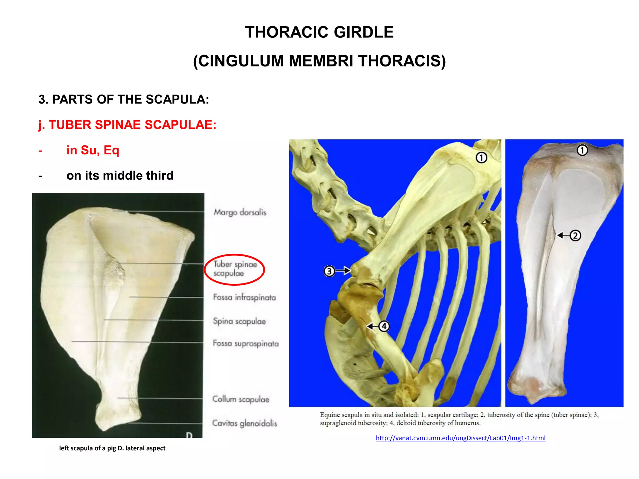 Bones of-the-thoracic-limb | PDF
