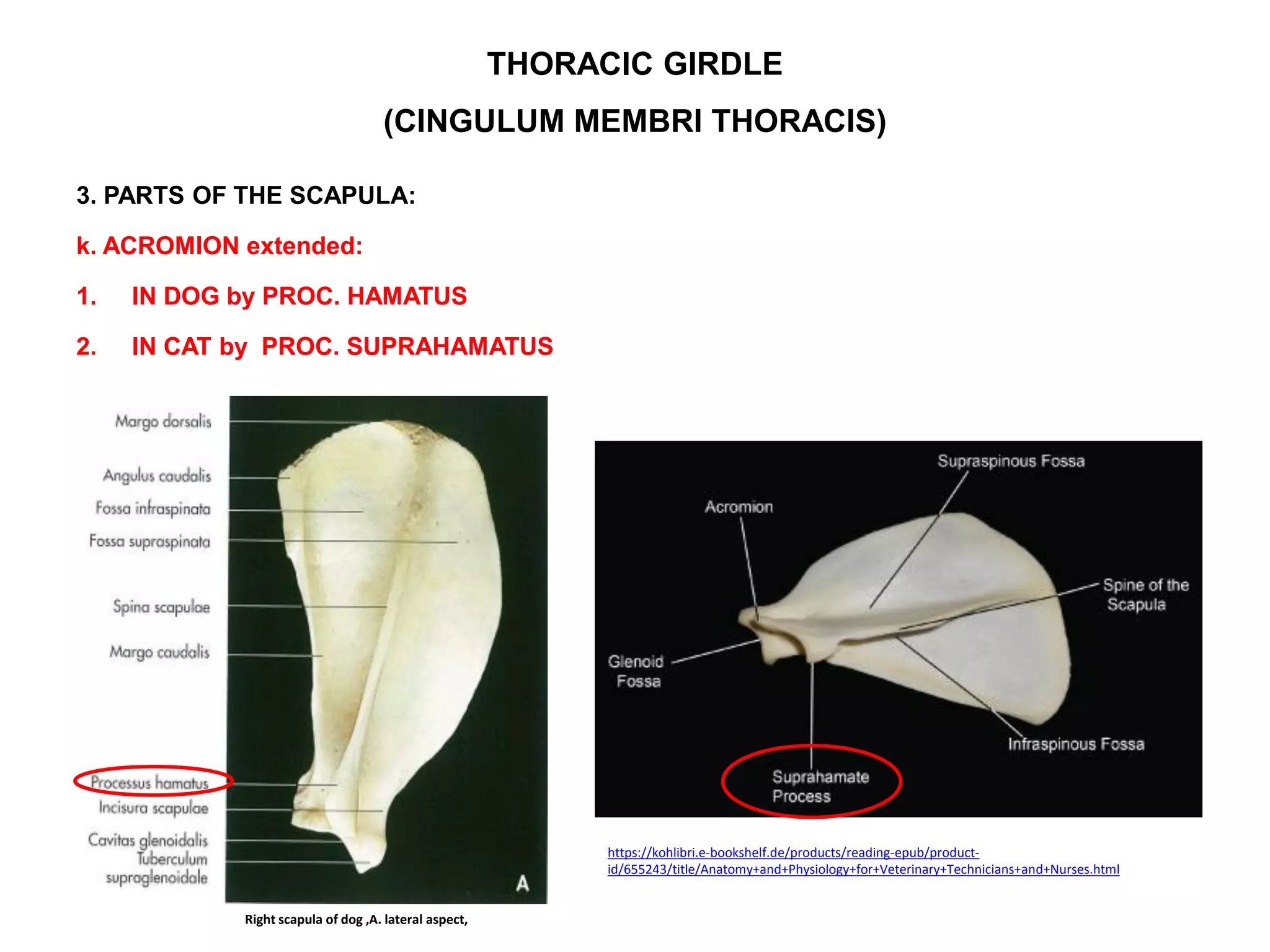 Bones of-the-thoracic-limb | PDF