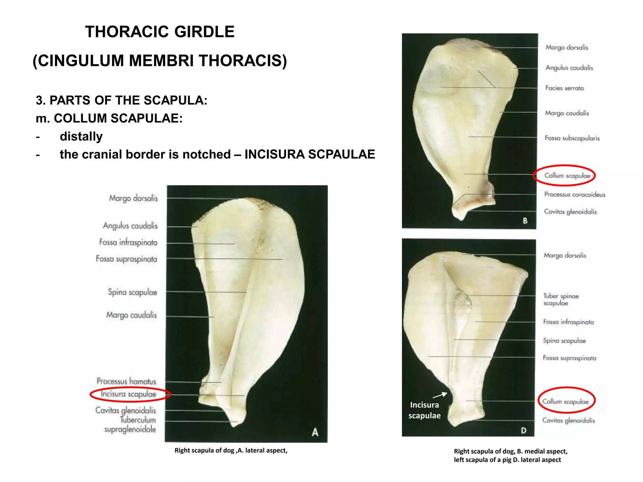 Bones of-the-thoracic-limb | PDF