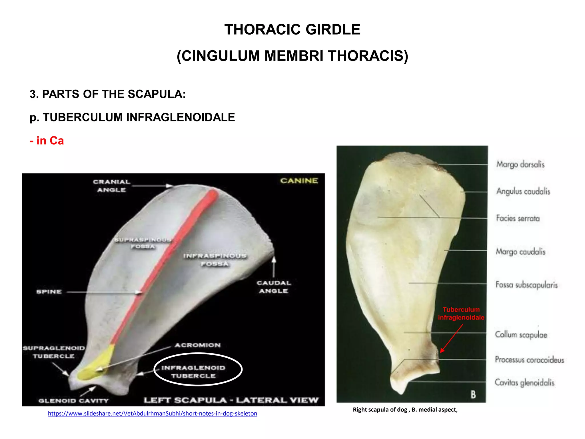 Bones of-the-thoracic-limb | PDF