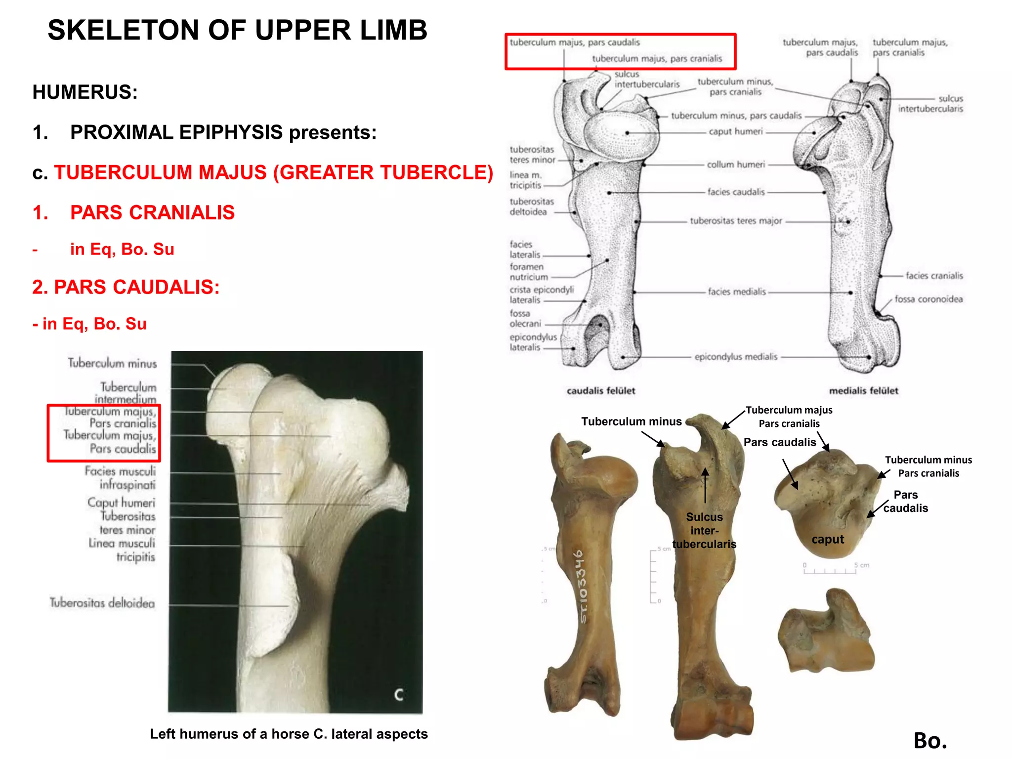 Bones of-the-thoracic-limb | PDF