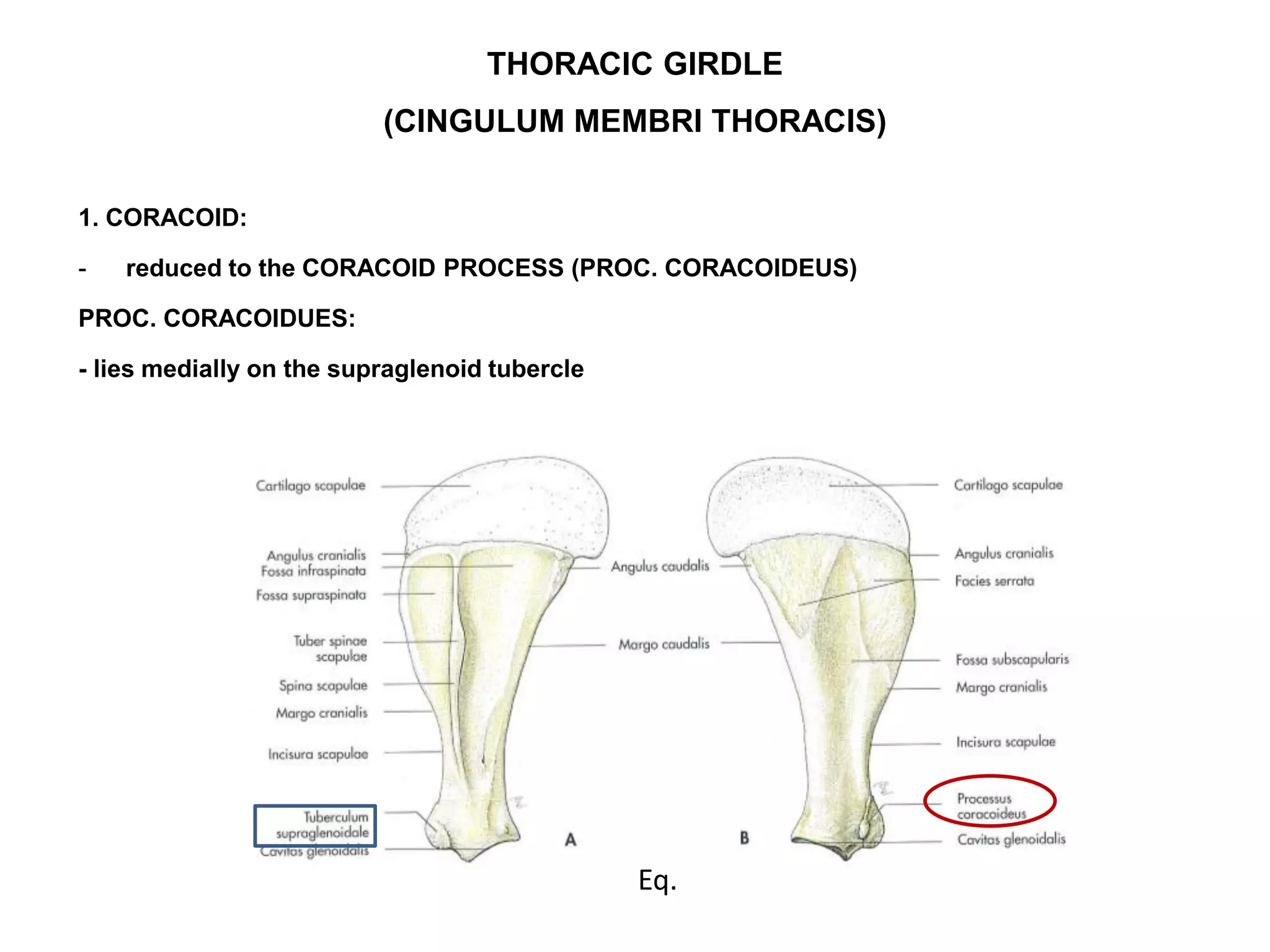 Bones of-the-thoracic-limb | PDF
