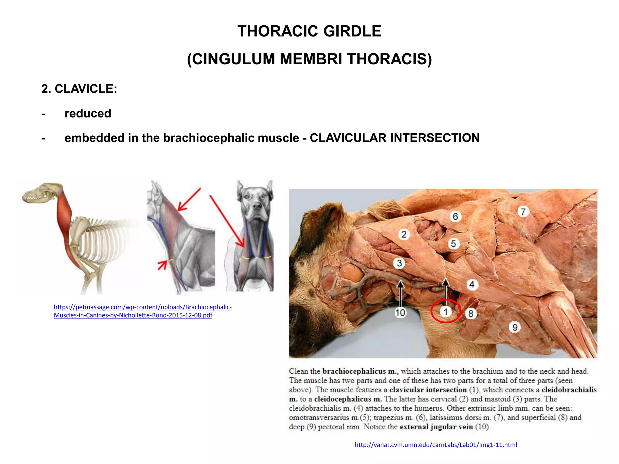 Bones of-the-thoracic-limb | PDF