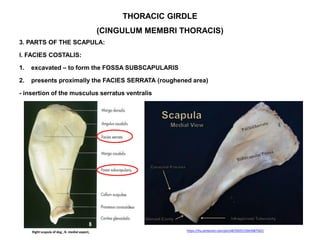 Bones of-the-thoracic-limb | PDF