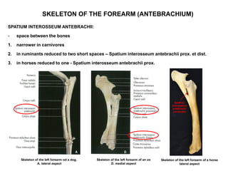 Bones of-the-thoracic-limb | PDF