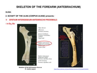 Bones of-the-thoracic-limb | PDF