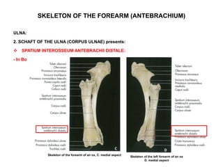 Bones of-the-thoracic-limb | PDF