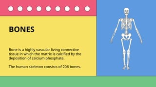 Bones_its classification and types The basic skeletal system | PPTX