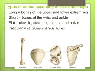 Bones and cartilage | PPTX