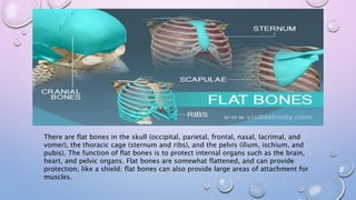 Bones and cartilages | PPTX